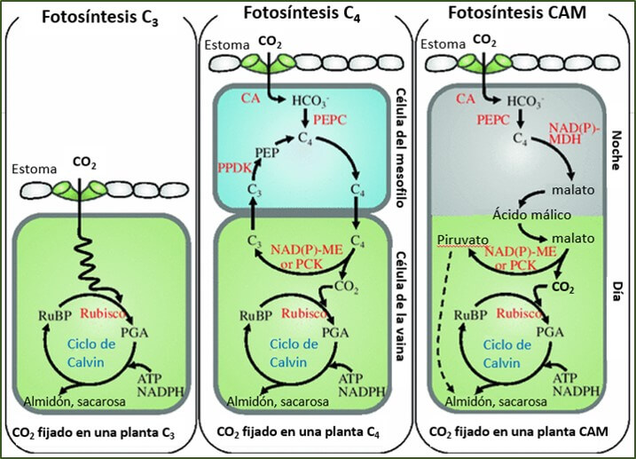 Plantas C3, C4 y CAM | Intagri S.C.